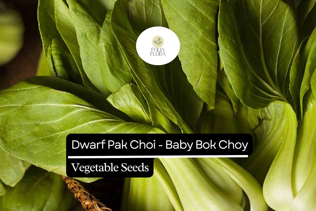500mg Dwarf Pak Choi Seeds | Brassica Rapa Subsp. Chinensis | Baby Bok ...