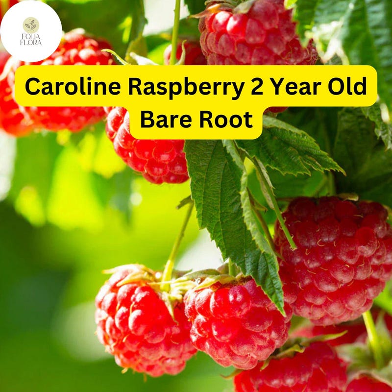 Raspberry Plant - Etsy