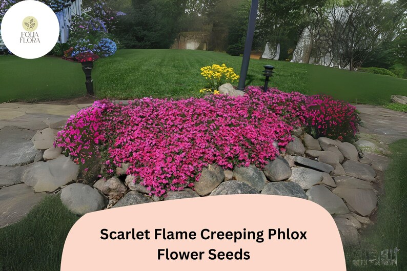 Scarlet Flame Creeping Phlox Seeds - Groundcover Perennial Flower - Etsy