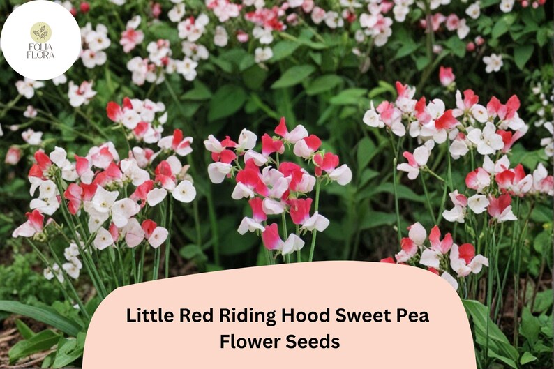 Little Red Riding Hood Sweet Pea Seeds | Red & White Bicolor Lathyrus ...
