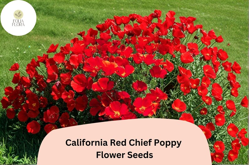 200+ California Red Chief Poppy Seeds for Garden Planting - Stunning ...