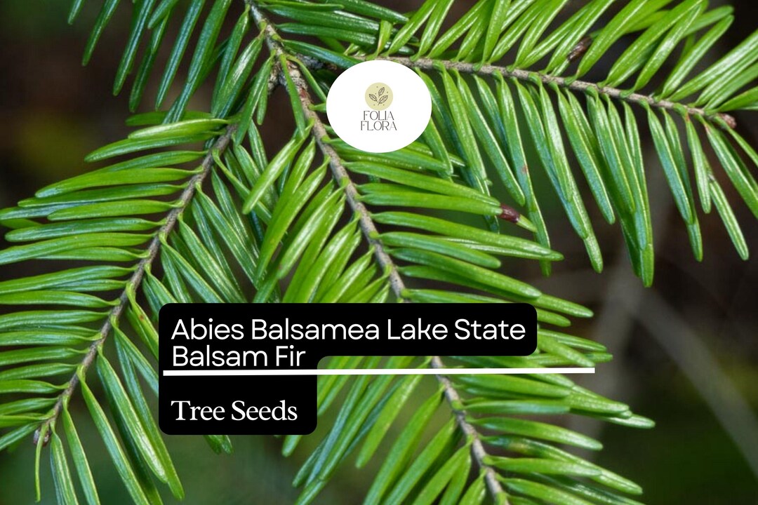 Balsam Fir Seeds 250mg | Abies Balsamea | Lake State Balsam Fir ...