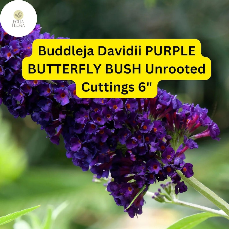 Buddleja Davidii | Purple Butterfly Bush | 7 Live 6” Unrooted Cuttings ...