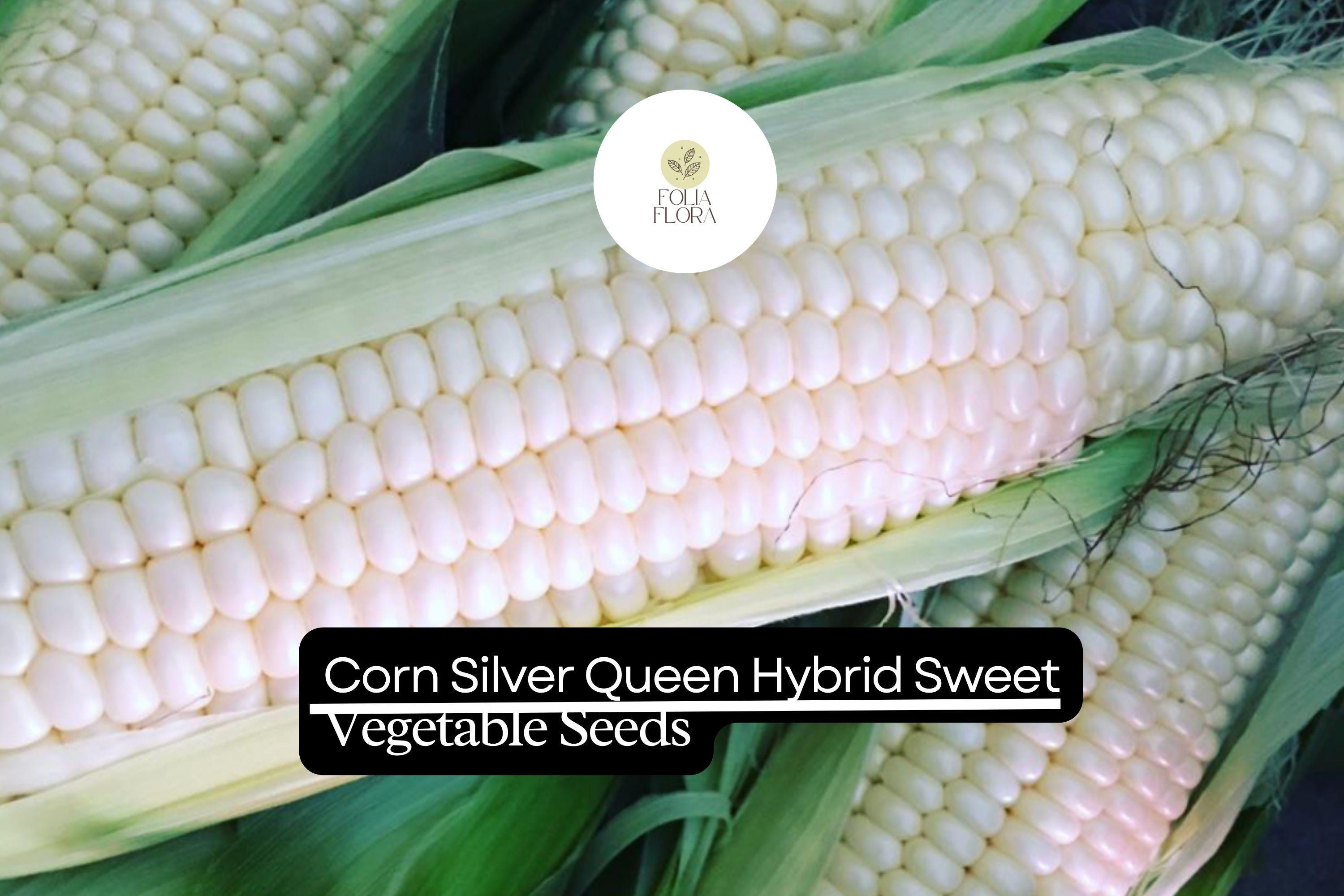 5g Corn Silver Queen Hybrid Sweet Seeds | Zea Mays | High-yield Sweet ...