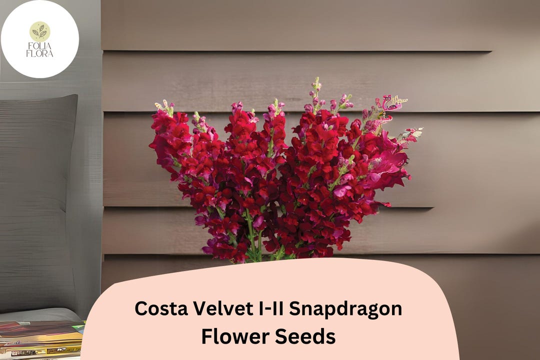 Costa Velvet Snapdragon Seeds – Deep Red Blooms, 1000+ Seeds - Etsy