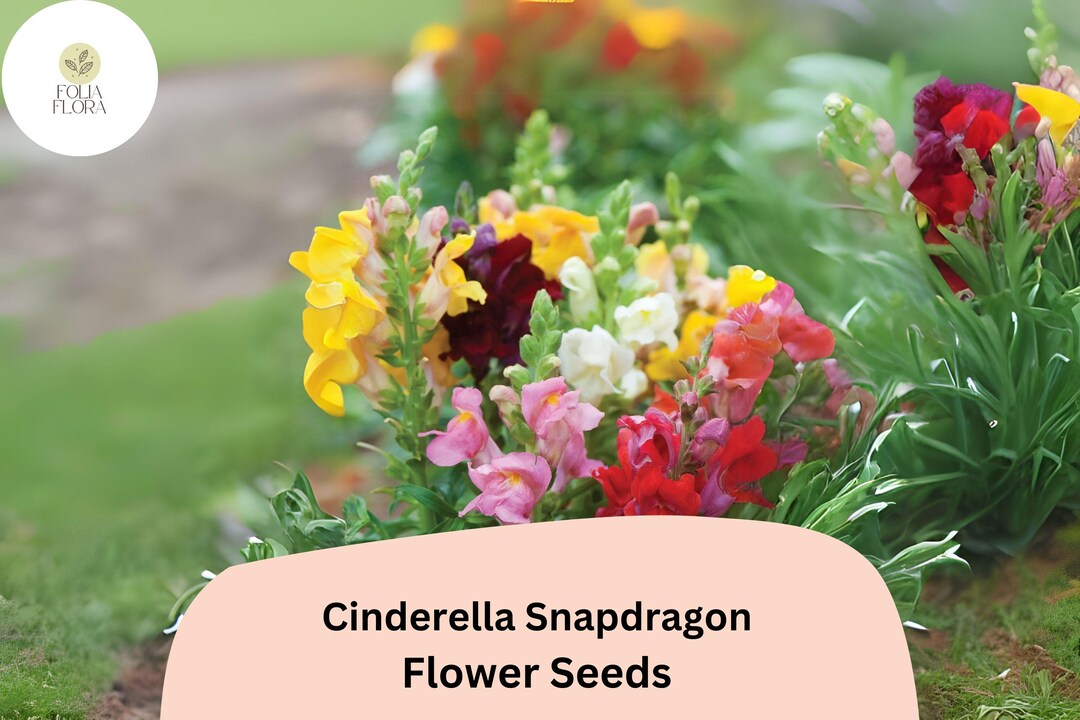 Cinderella Snapdragon Seeds (antirrhinum Majus) | 1000+ Seeds ...