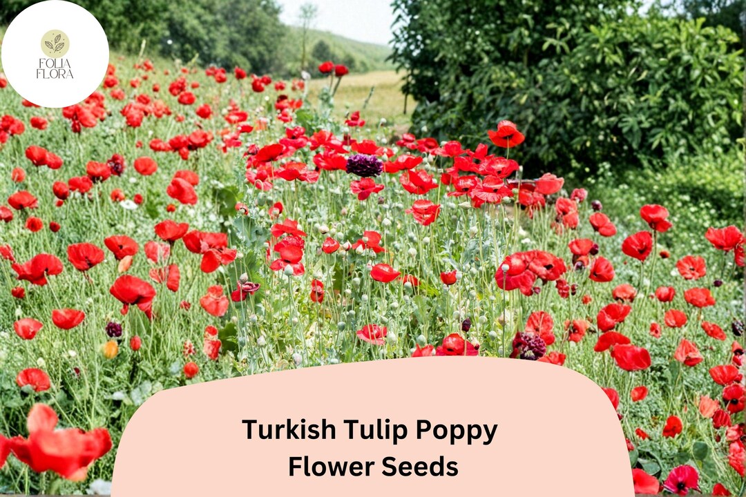 200+ Turkish Tulip Poppy Seeds – Unique Wildflower Blooms - Etsy