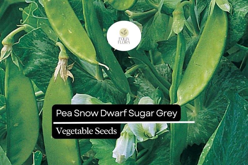 5g Pea Snow Dwarf Sugar Grey Seeds Pisum Sativum Heirloom, Non-gmo ...