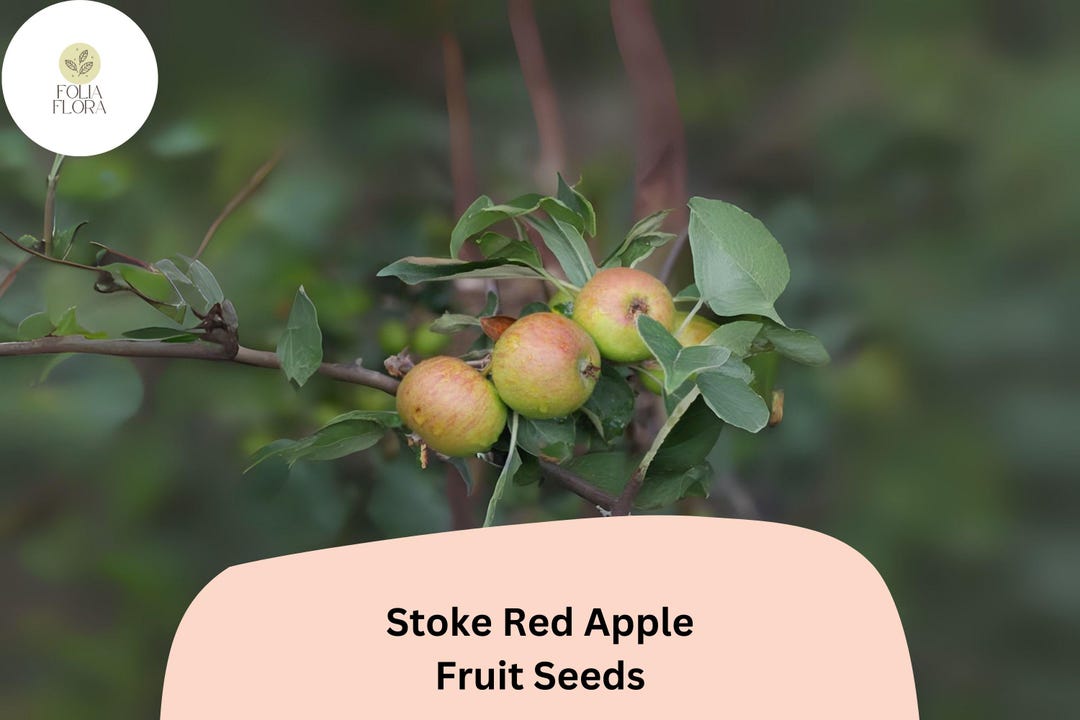 25+ Stoke Red Apple Seeds | Malus Domestica | Traditional English Cider ...