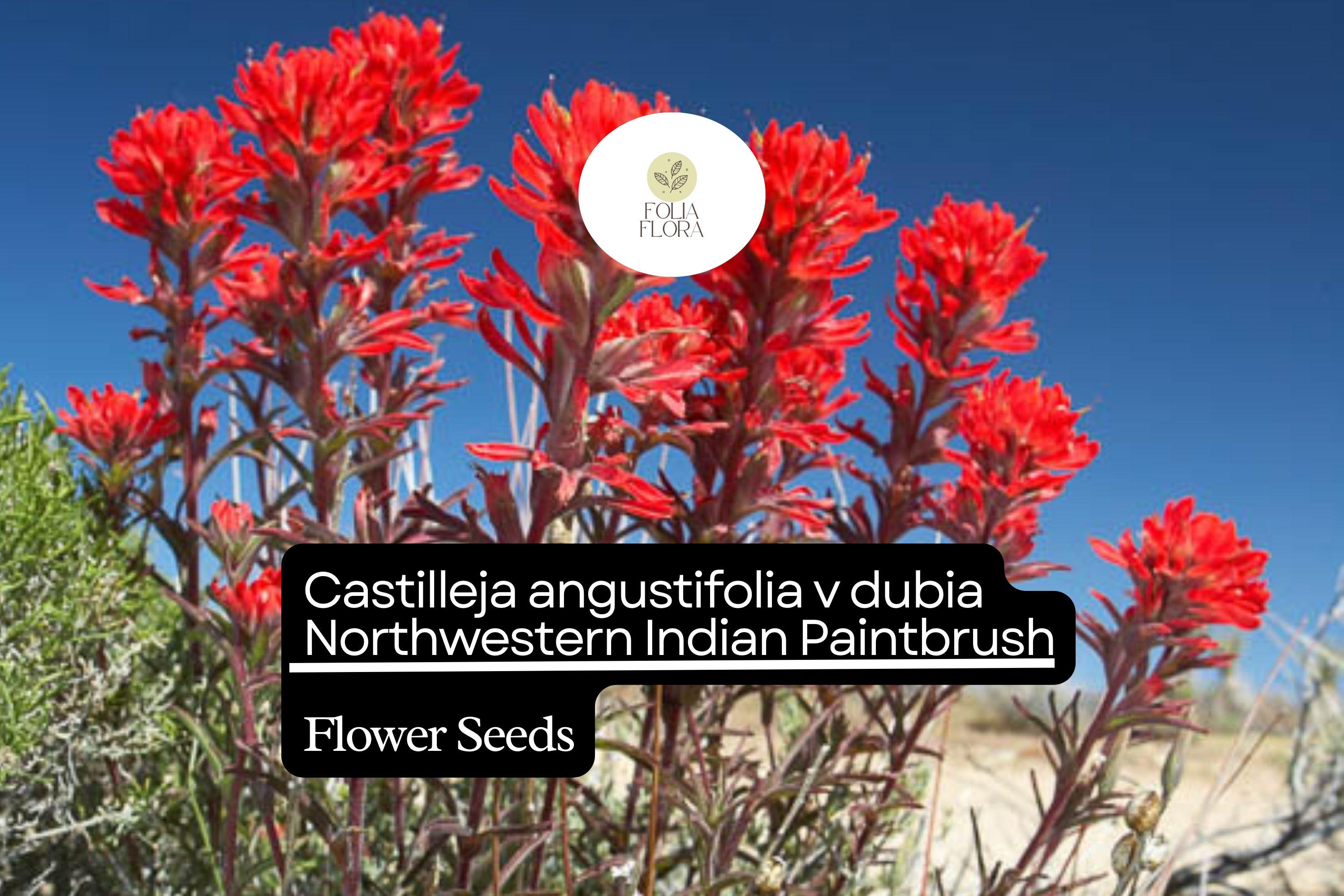 300 Seeds Northwestern Indian Paintbrush Castilleja Angustifolia V ...