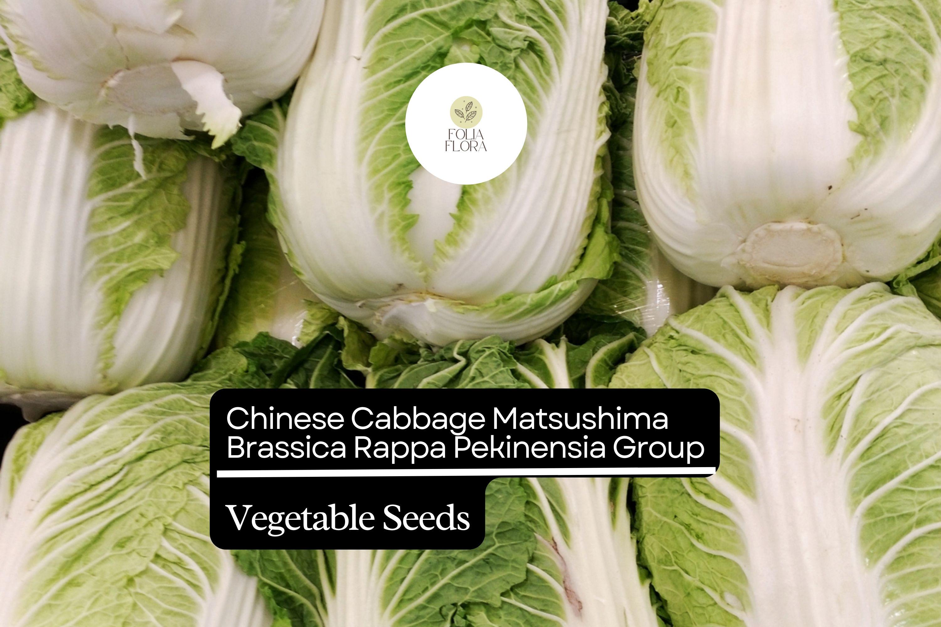500mg Chinese Cabbage Matsushima Seeds Brassica Rapa Sweet, Crisp Napa ...