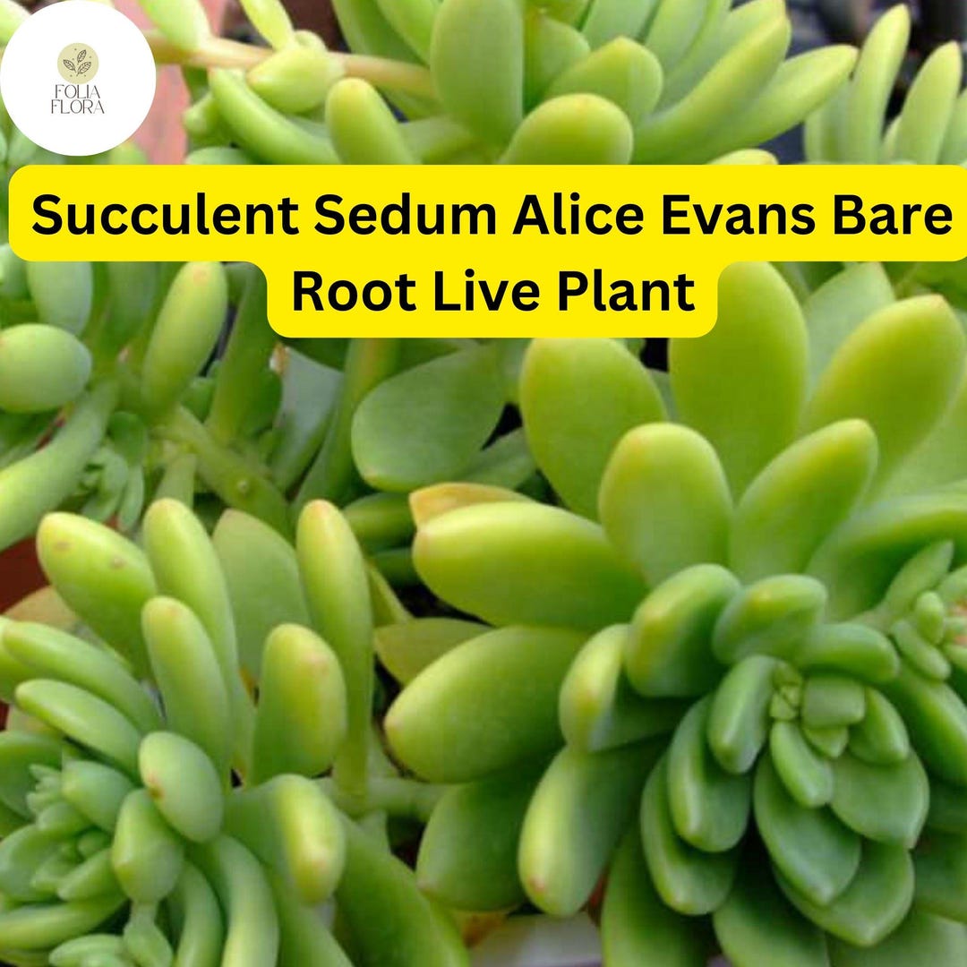 3 Bare Root Live Plants Succulent Sedum 'alice Evans' | Stonecrop ...