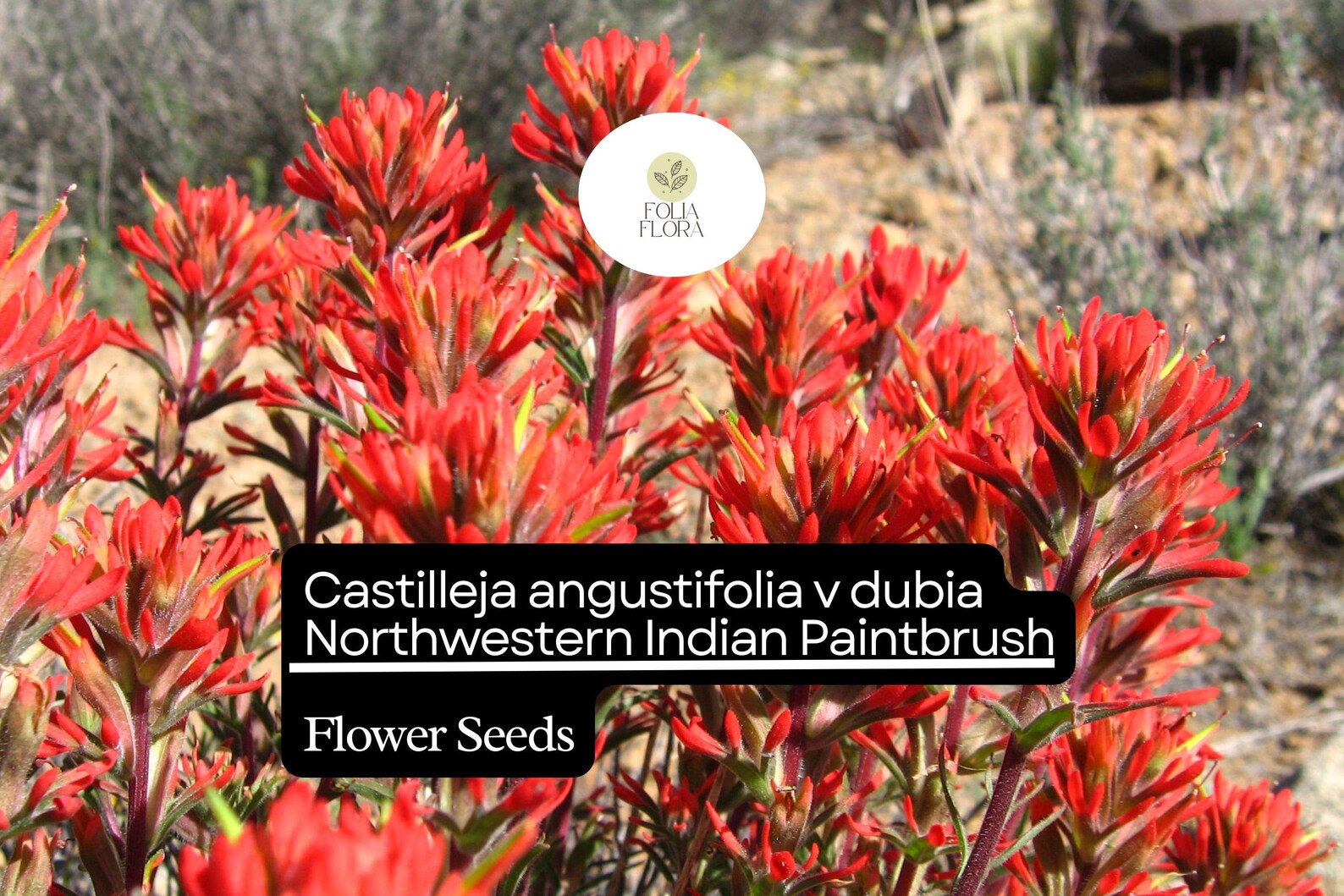 300 Seeds Northwestern Indian Paintbrush Castilleja Angustifolia V ...