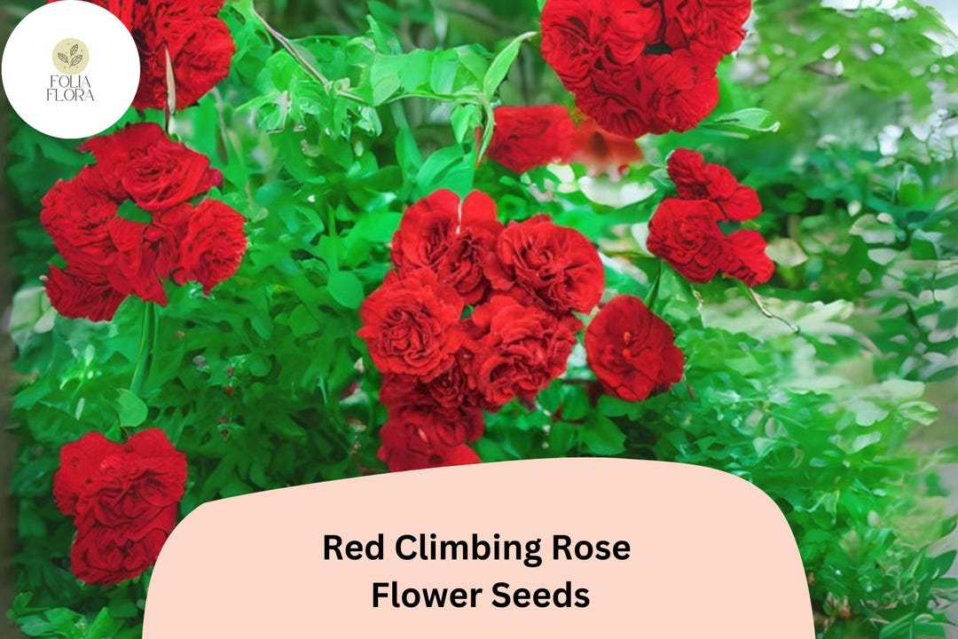 20pcs Red Climbing Rose Seeds – Stunning Vining Roses, Bold Red Blooms ...