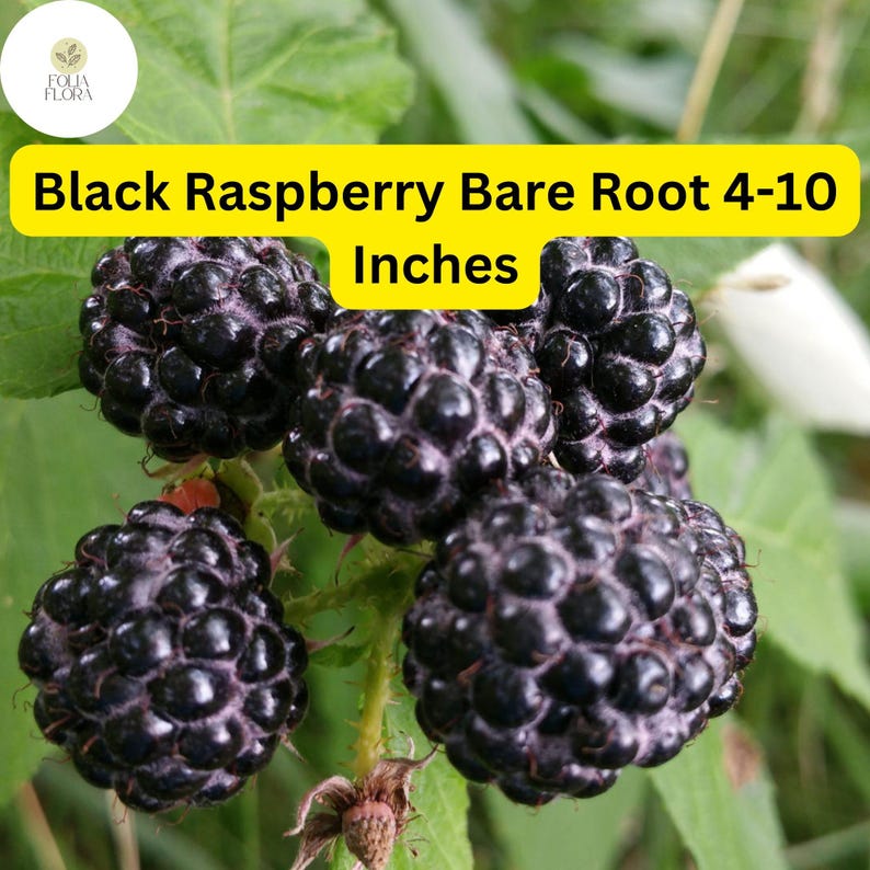 10 Bare Root Starter Plants Black Raspberry Plant, Mysore Rubus Niveus ...