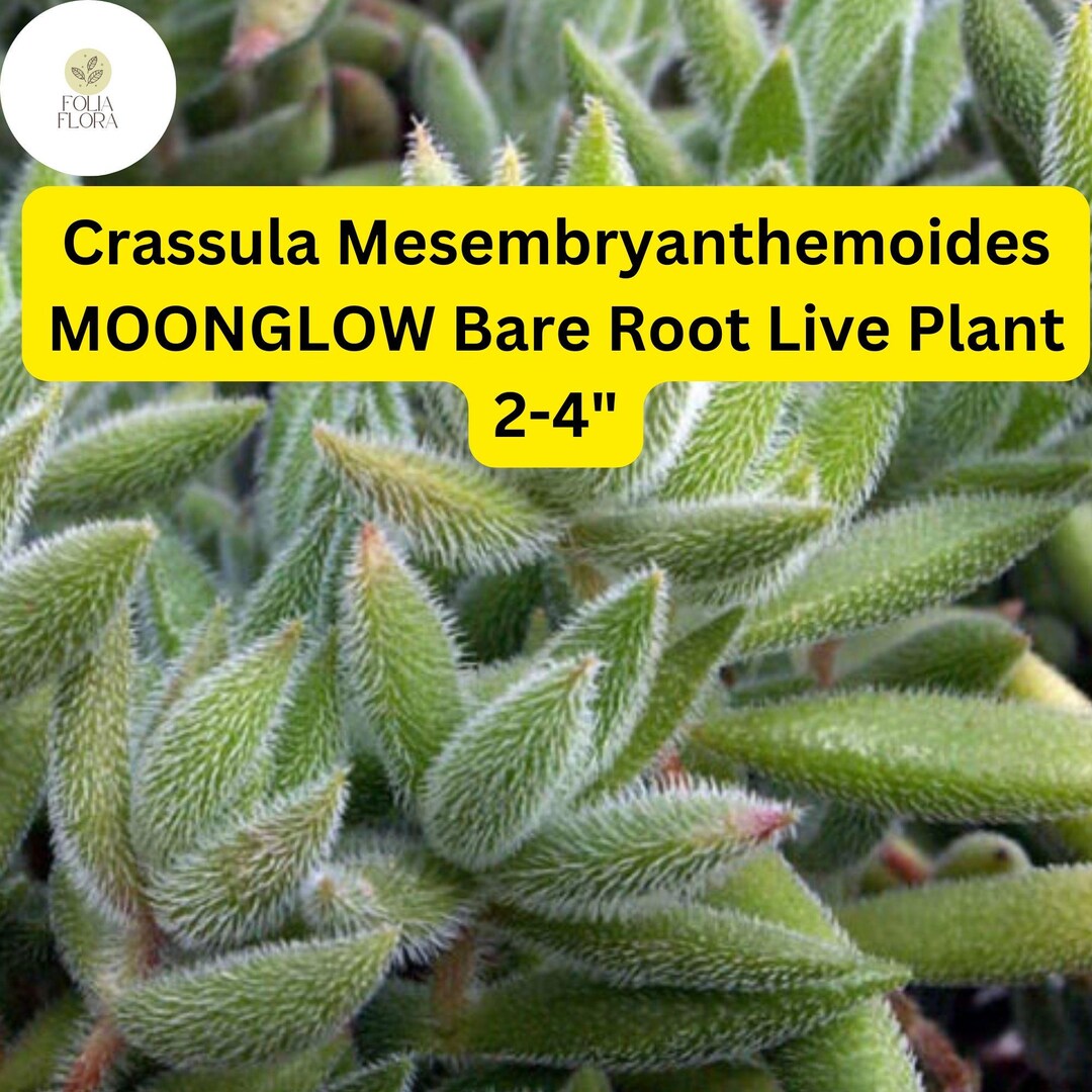 Crassula Mesembryanthemoides ‘moonglow’ | 1 Live 2-4" Bare Root ...