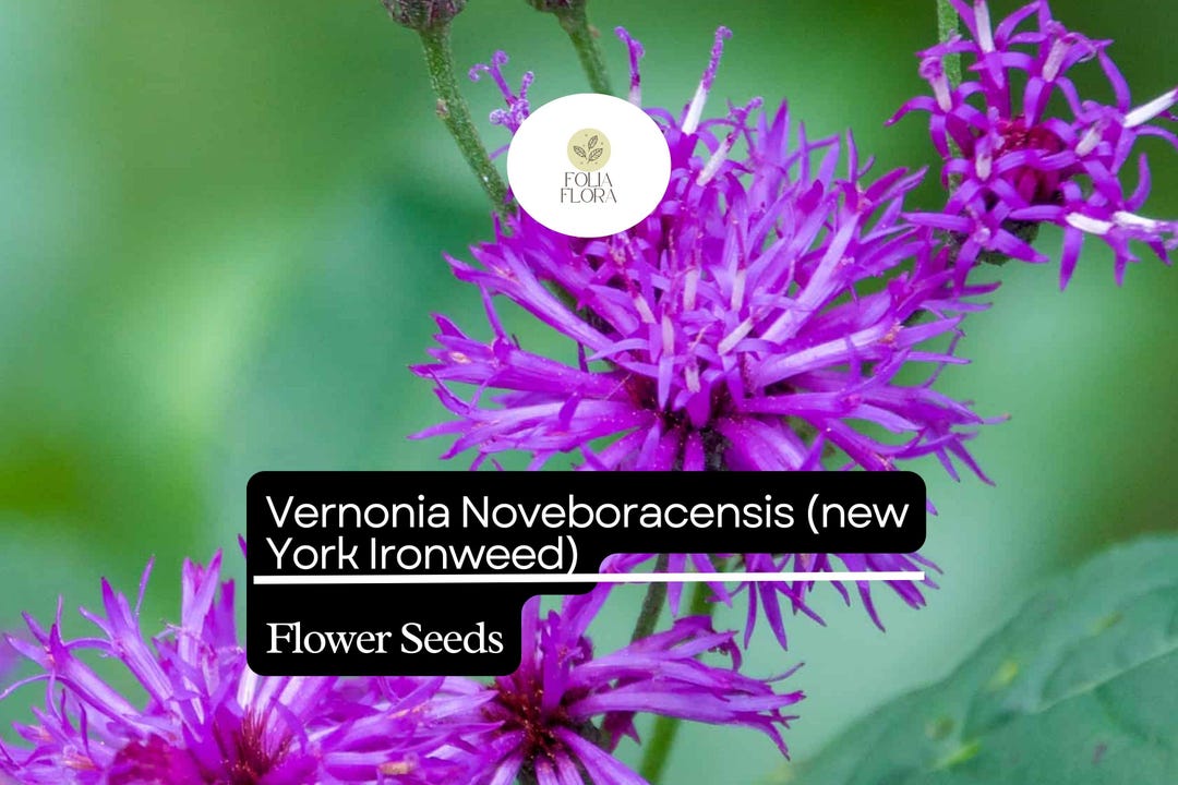 100 Vernonia Noveboracensis Seeds, New York Ironweed, Tall Native ...