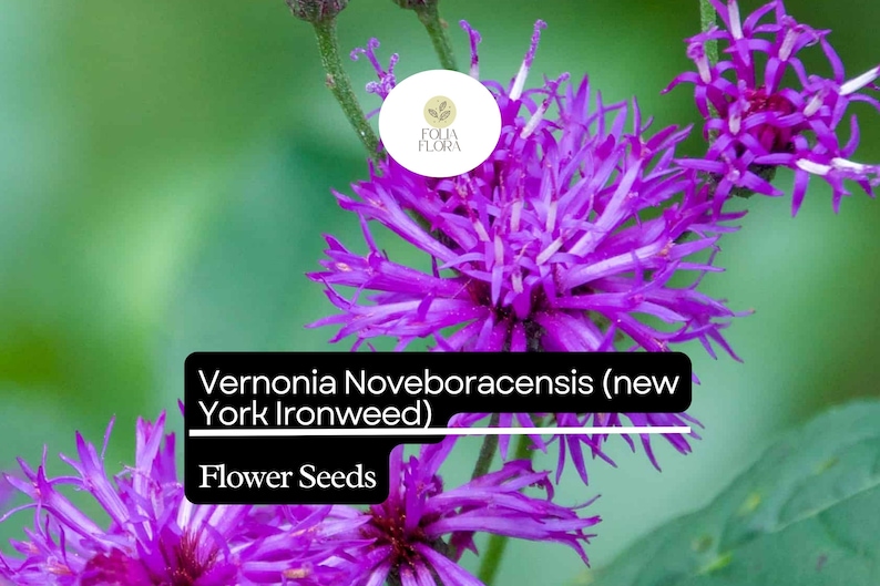 100 Vernonia Noveboracensis Seeds, New York Ironweed, Tall Native ...