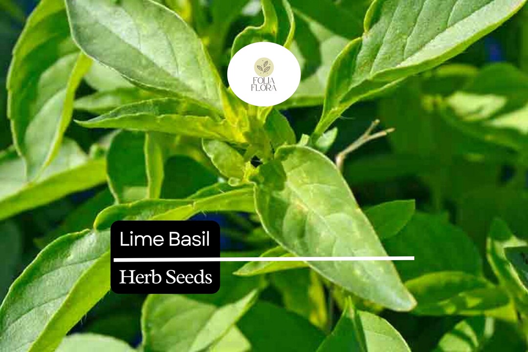 500 Seeds Lime Basil (ocimum Basilicum) – Citrus-scented Herb for ...