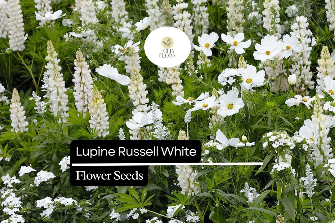 500mg Lupine Russell White Seeds - Lupinus Polyphyllus - Elegant ...