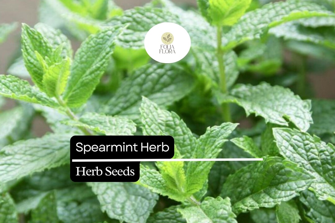 30mg Spearmint Herb Seeds | Mentha Spicata Aromatic Culinary Herb ...