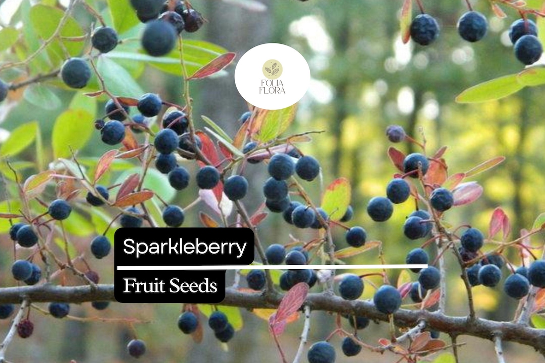 Sparkleberry Seeds 25+ | Vaccinium Arboreum | Farkleberry Huckleberry ...