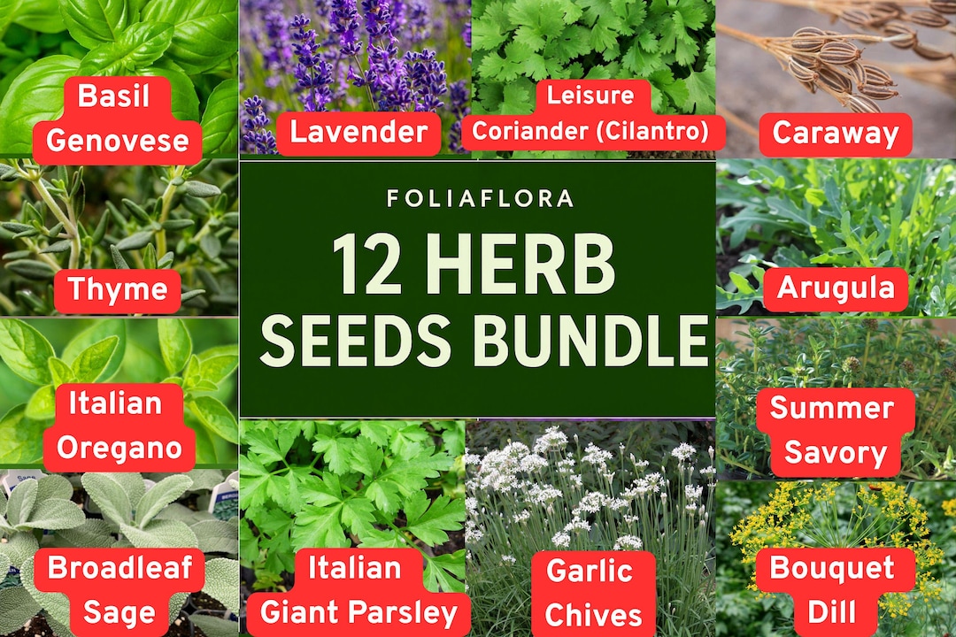 BUNDLE of 12 Herb Seeds – Basil, Dill, Lavender, Thyme and More for ...