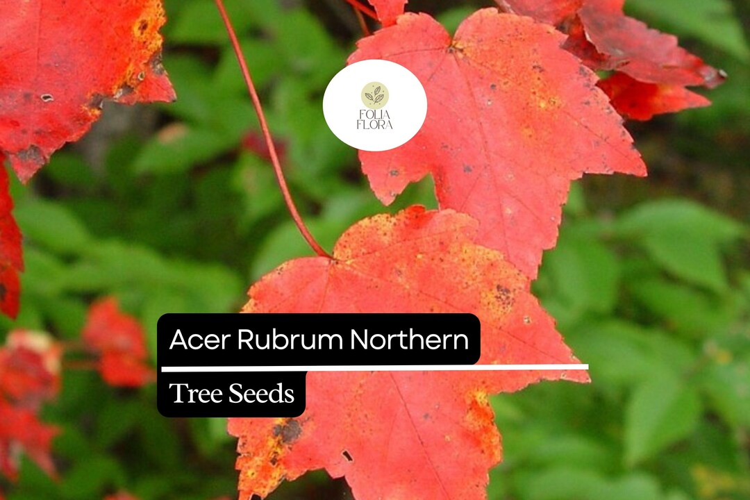 10 Seeds Acer Rubrum Northern – Red Maple, Vibrant Autumn Foliage Shade ...