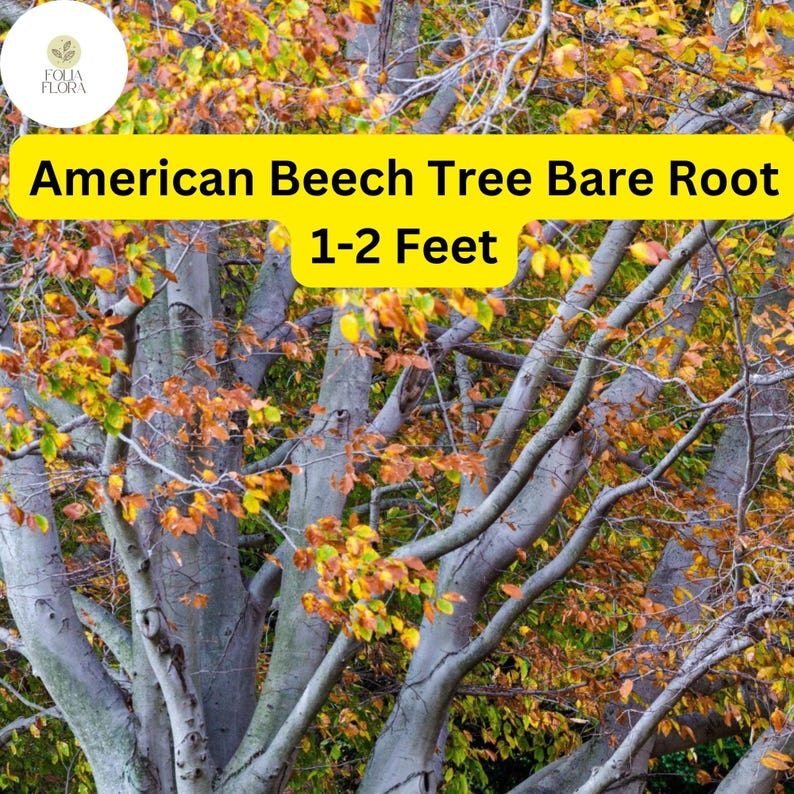 1 Fagus Grandifolia American Beech Tree - Live Bare Root Plant 1-2 Feet ...