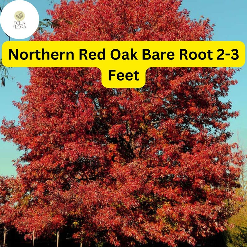 1 Northern Red Oak Tree (quercus Rubra) - Live Bare Root Plant 2-3 Feet ...