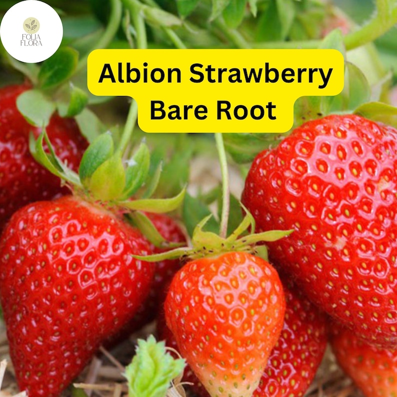 Everbearing Strawberry Plants albion fragaria X Ananassa Pack of 12 ...