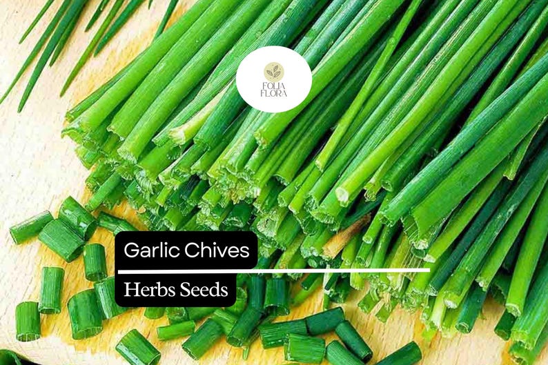 300mg Garlic Chives Seeds Allium Tuberosum | Heirloom, Non-gmo ...