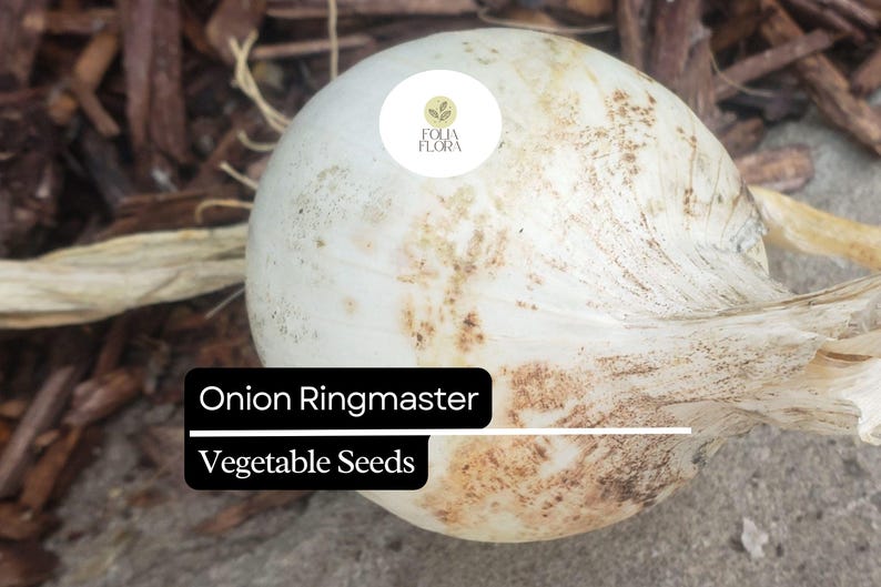 Onion Ringmaster Seeds 250mg Allium Cepa Non-gmo, Crisp White Bulbs ...