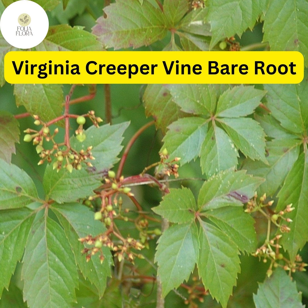 5 Virginia Creeper Vines, Parthenocissus Quinquefolia, Bare Root ...