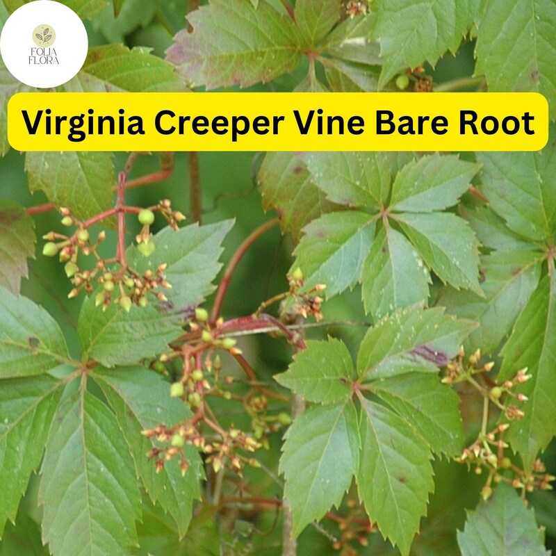 Virginia Creeper - Etsy