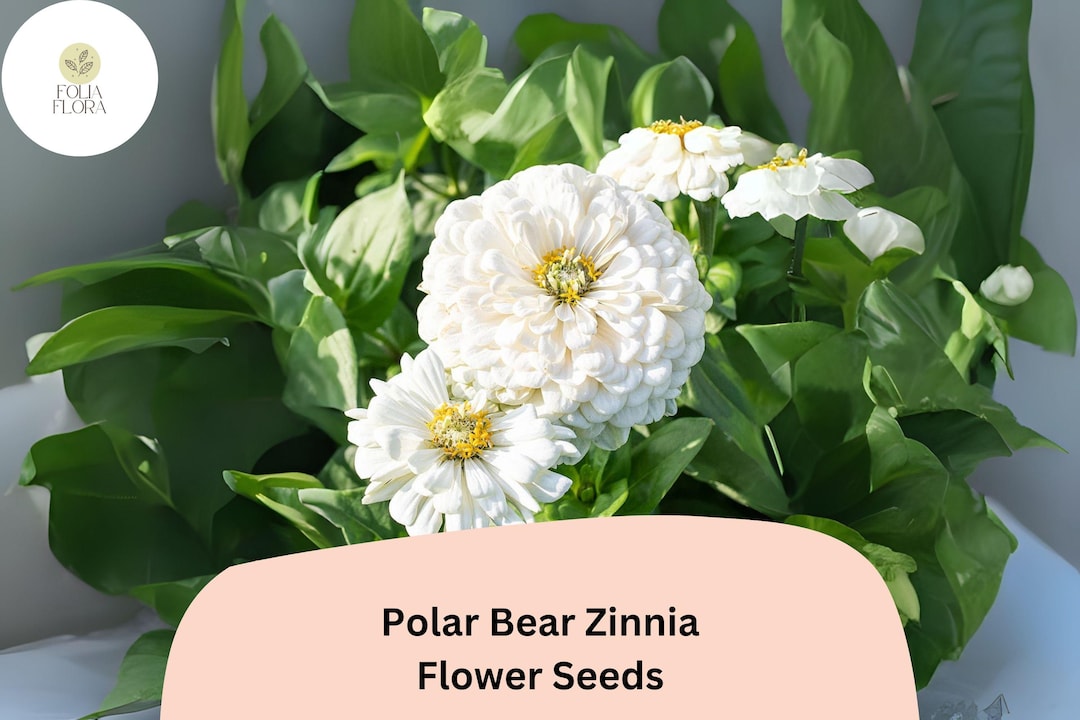 Polar Bear Zinnia Seeds – 100+ Pure White Annual Garden Flowers for ...