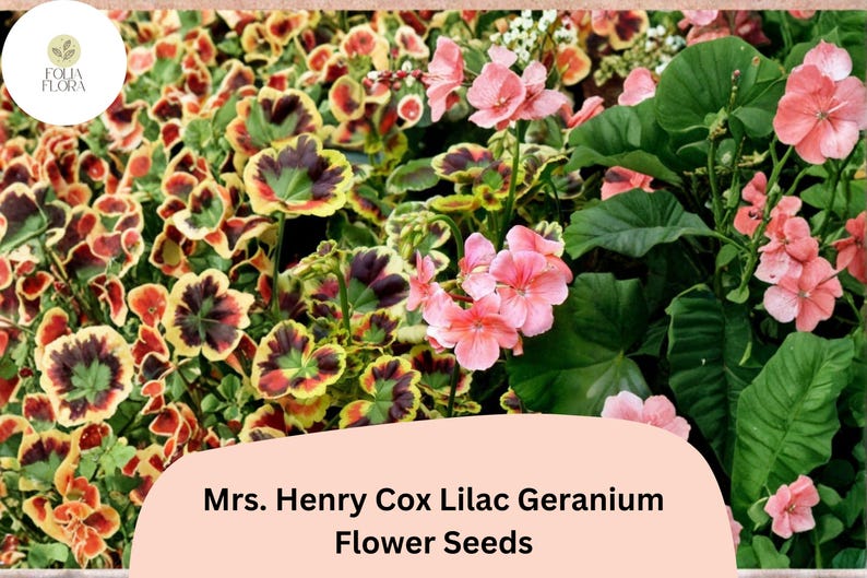 Mrs. Henry Cox Geranium Seeds | Variegated Foliage, Pink Blooms - Etsy