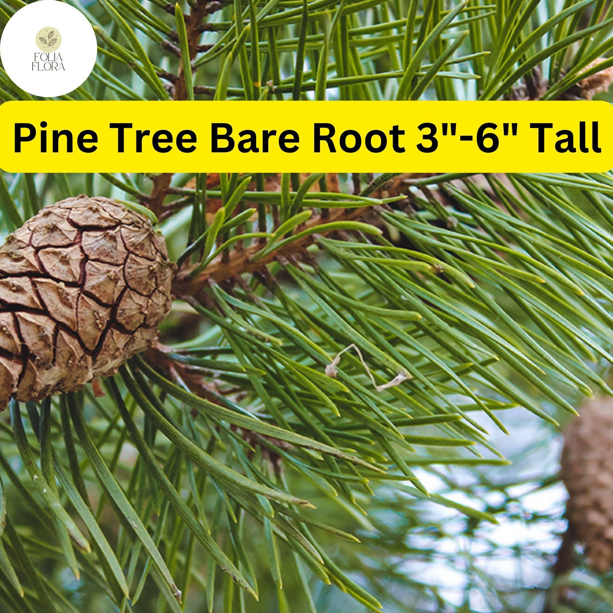 10 Pine Tree Seedlings 3