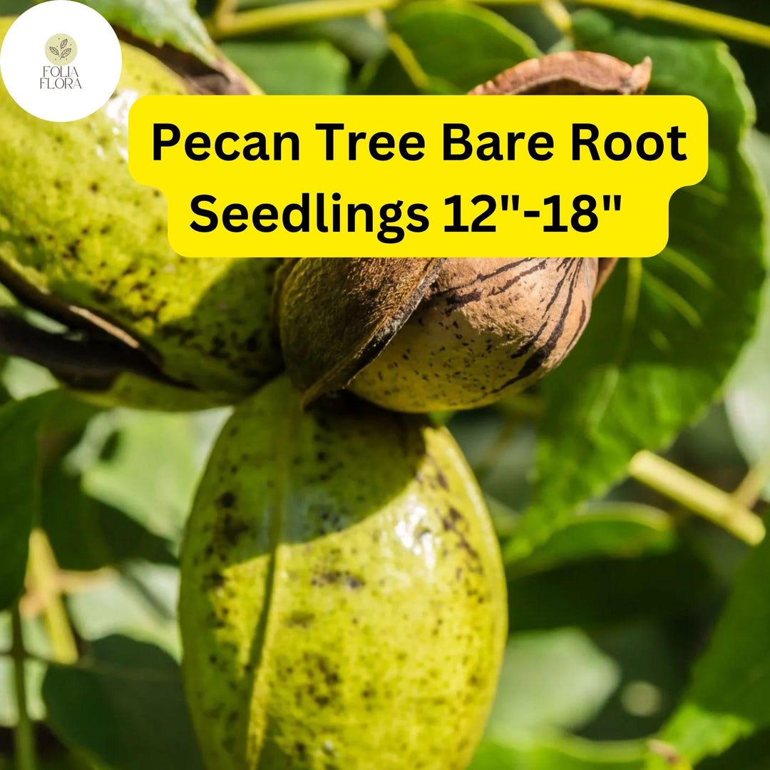 2 Live Bare-root Seedlings Hardy Pecan Trees (carya Illinoinensis) 12 ...