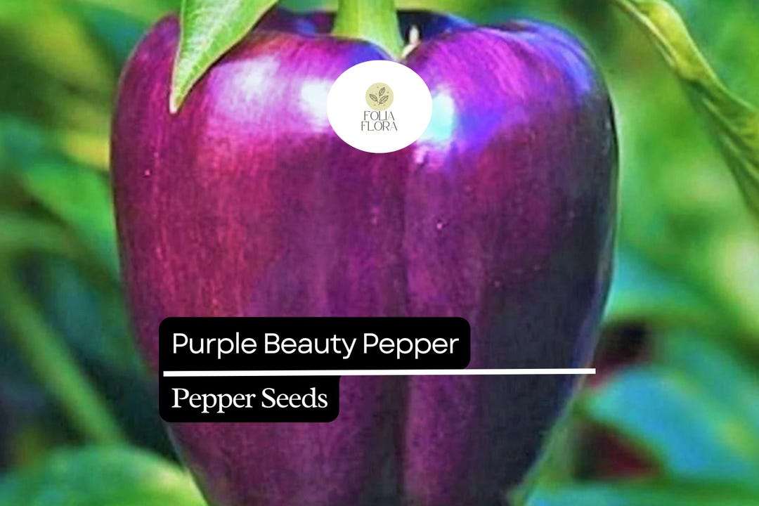 25 Purple Beauty Pepper Seeds – Capsicum Annuum – Sweet Bell Pepper ...