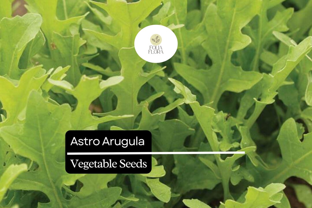 300 Seeds Astro Arugula, Fast-growing Salad Green, Mild Flavor, Organic ...