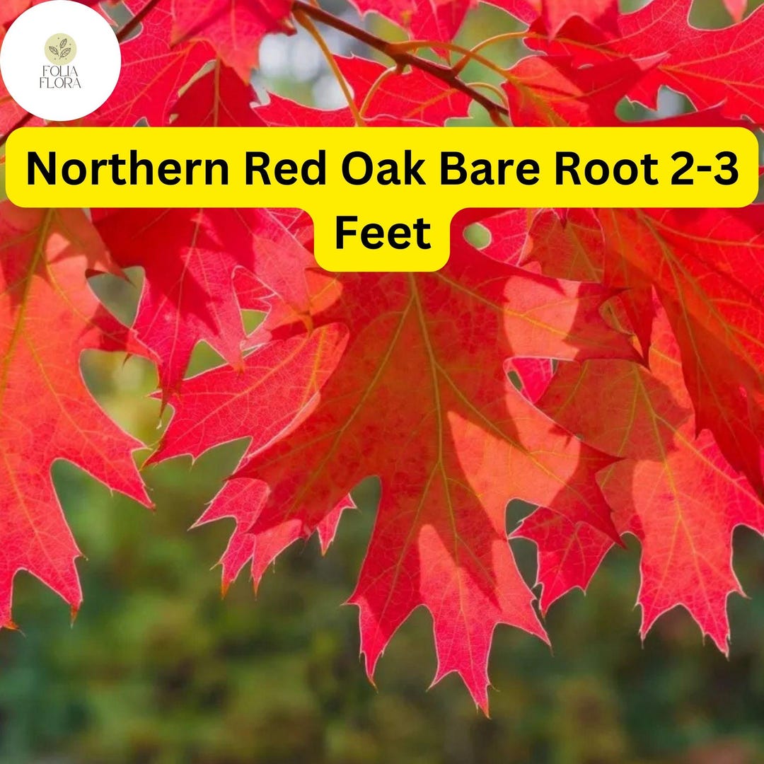 1 Northern Red Oak Tree (quercus Rubra) - Live Bare Root Plant 2-3 Feet ...