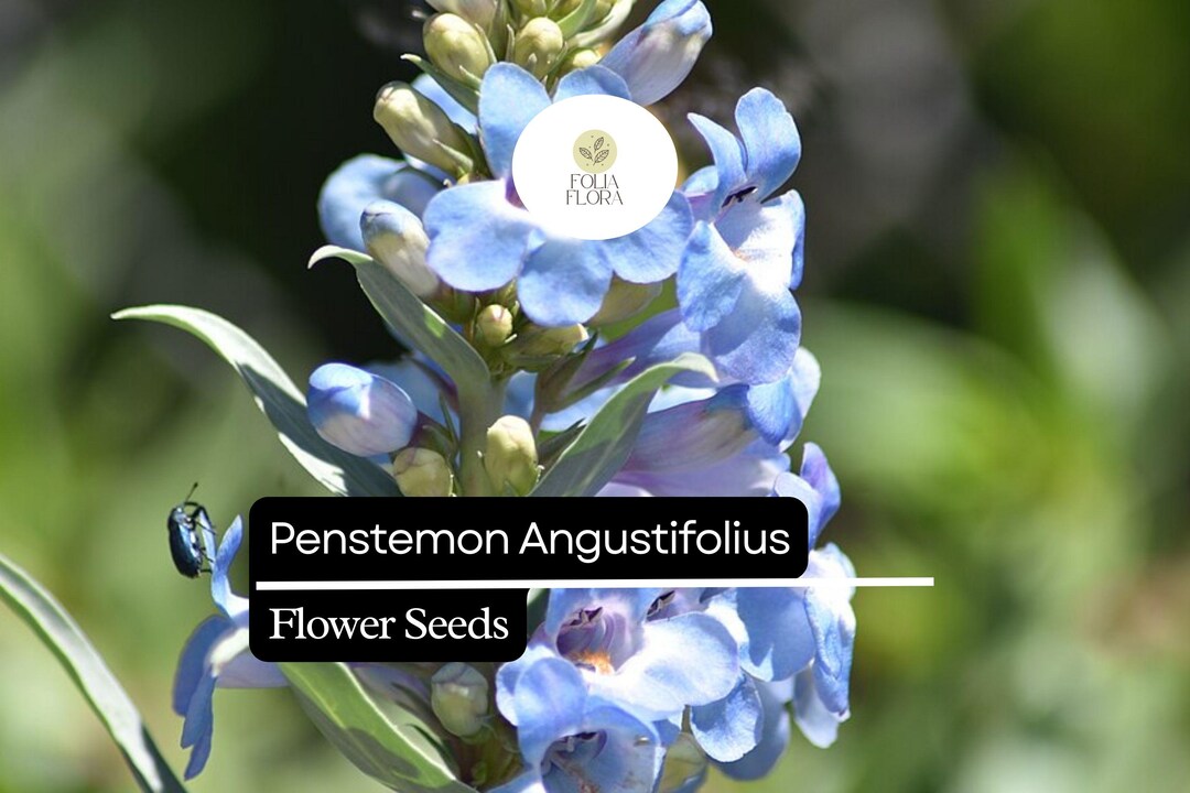 100mg Penstemon Angustifolius Seeds, Narrowleaf Penstemon, Drought ...