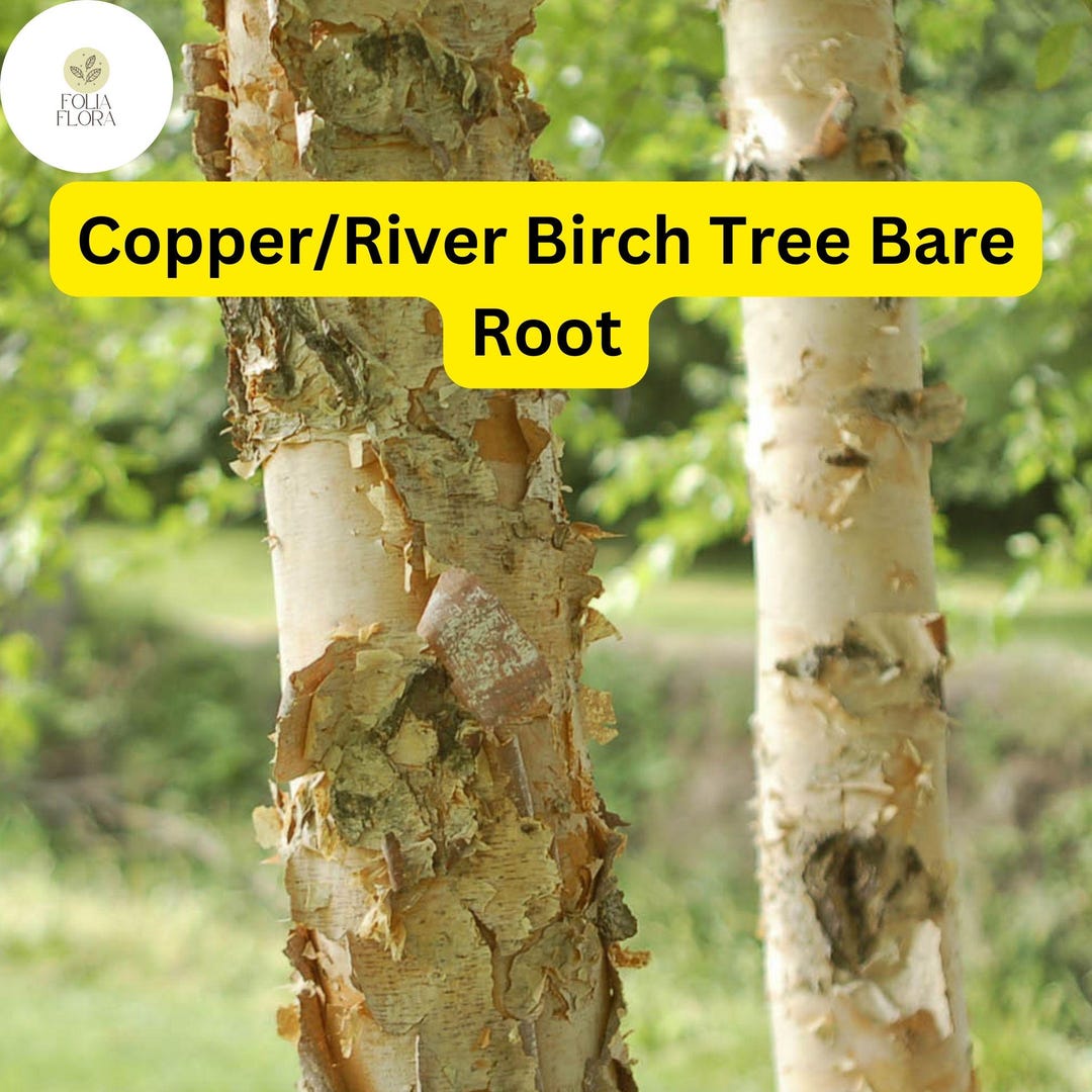 Live Copper River Birch Tree, Ornamental Shade Tree (2-3 Ft Tall) - Etsy