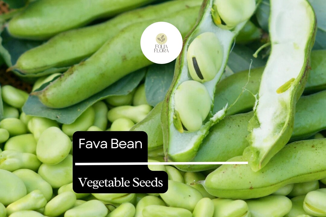 5g Fava Bean Seeds Vicia Faba | Heirloom Broad Beans for Planting ...