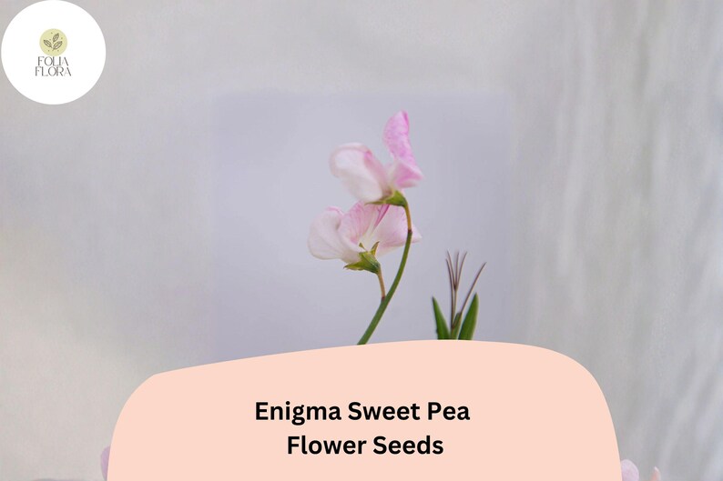 Enigma Sweet Pea Seeds | Lathyrus Odoratus Vine Pink Blooms Garden ...
