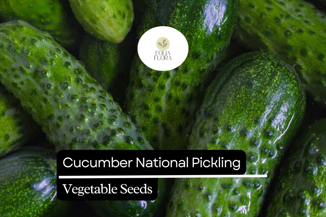 1g Cucumber National Pickling Seeds Cucumis Sativus | High-yield ...