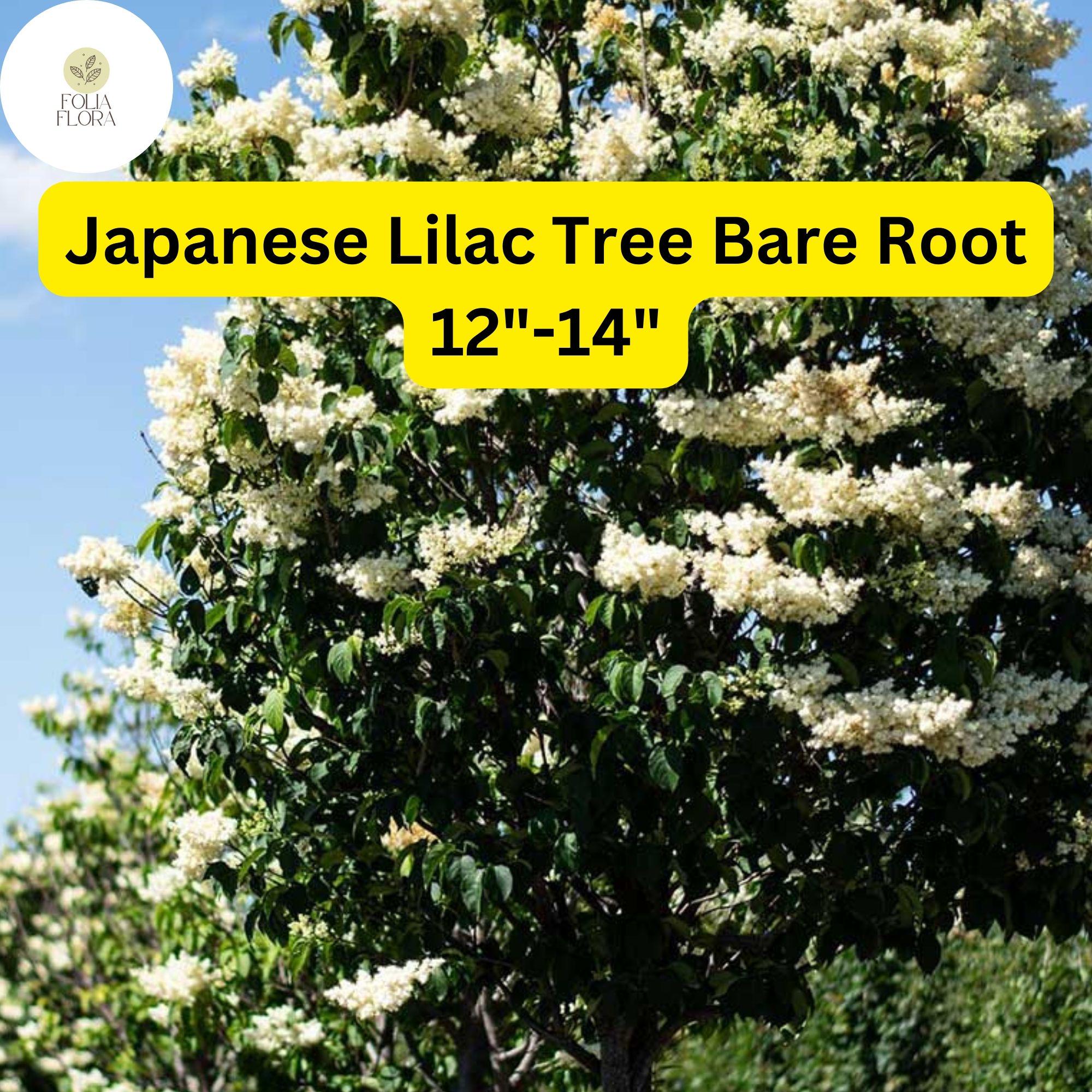 1 Syringa Reticulata Japanese Lilac Tree - Live Bare Root Plant 12"-14 ...