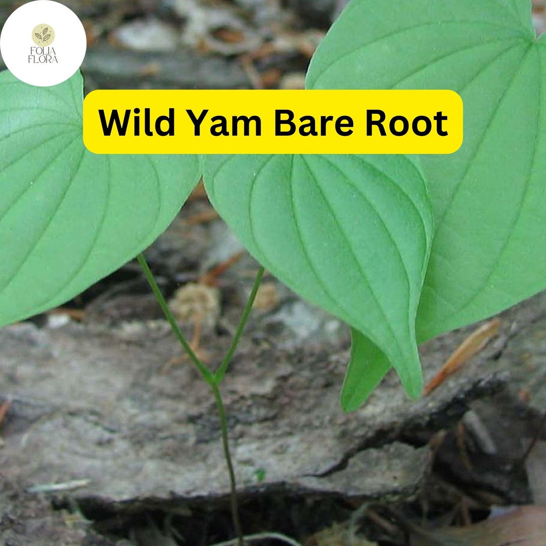 10 Bare Root Wild Yam Plants, Perennial Vine, Dioscorea Villosa ...