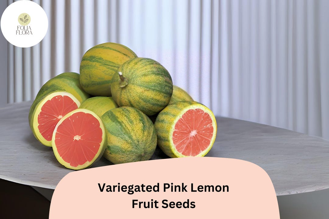 5+ Variegated Pink Lemon Seeds – Unique, Juicy & Fragrant Citrus Tree ...